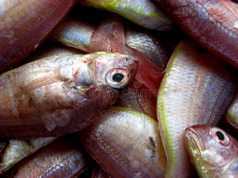 Pastel Fish stock photo. Image of specie, nonveg, death - 2230904