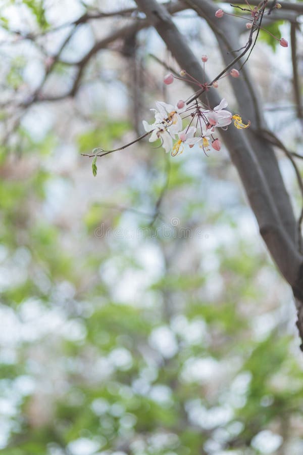 Freshing of flower stock photo. Image of grass, field - 92276230
