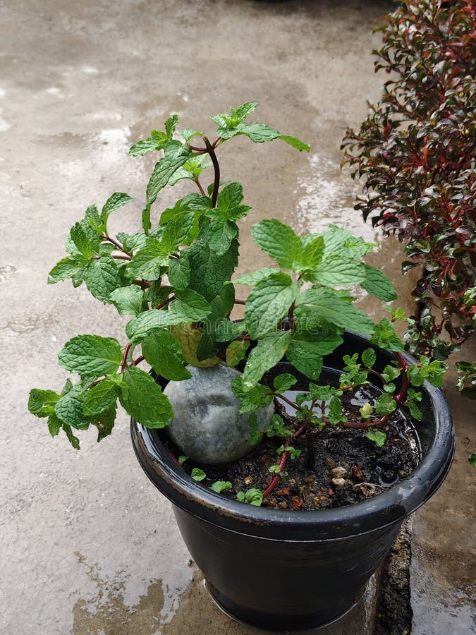 Freshint Stock Photos - Free & Royalty-Free Stock Photos from Dreamstime