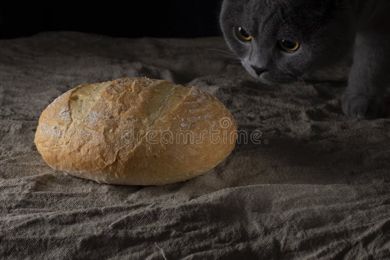Freshly Baked Gluten Free Bread Stock Image - Image of scalded, grain ...