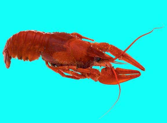 Freshly Brewed Red Crayfish, on a Blue Background Stock Photo - Image ...