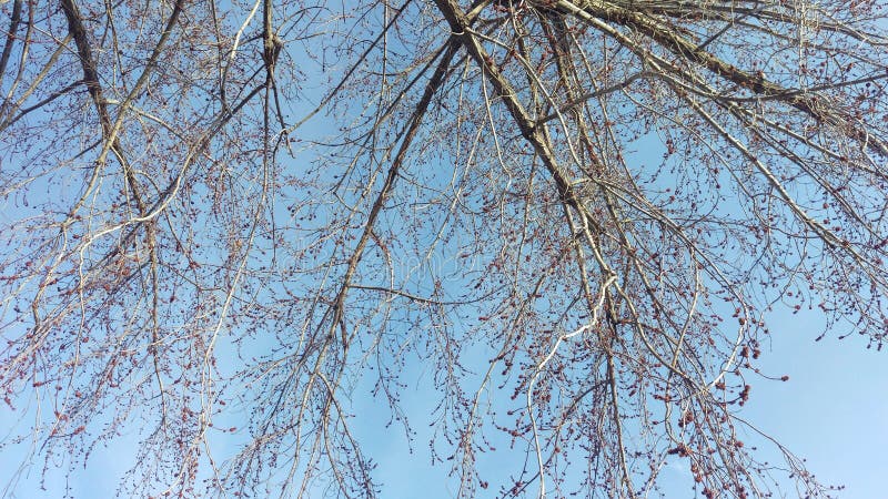 Freshly Budding Maple Tree Branches Stock Photo - Image of nature ...