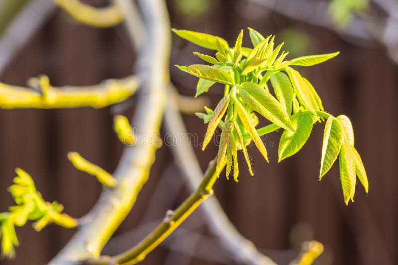 Freshly Burst Leaves of Walnut Tree Close-up. Spring Background Stock ...