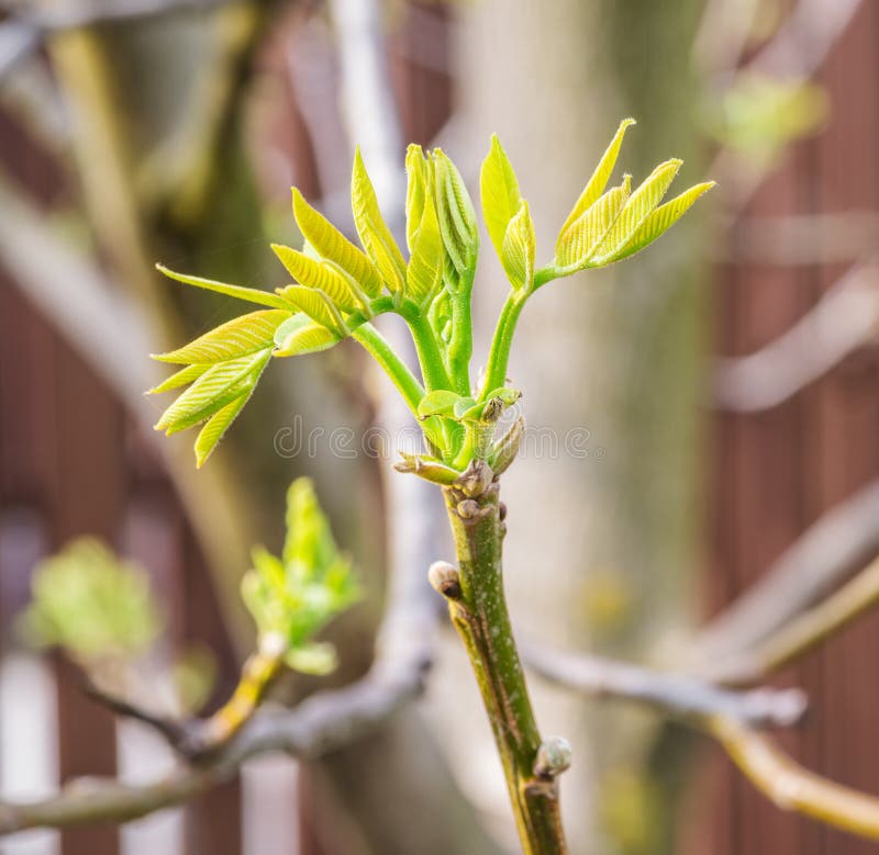 Freshly Burst Leaves of Walnut Tree Close-up. Spring Background Stock ...
