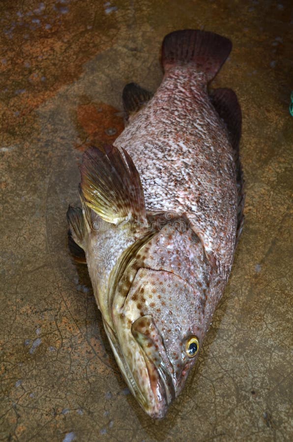 Freshly Catched Grouper Fish Stock Photo - Image of grouper, fresh ...