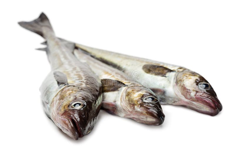 Freshly Caught Alaska Pollock Fish Stock Image - Image of pollock ...