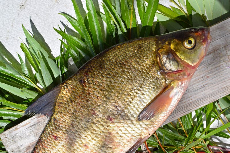 Freshly caught bream. stock photo. Image of water, fishing - 150731066