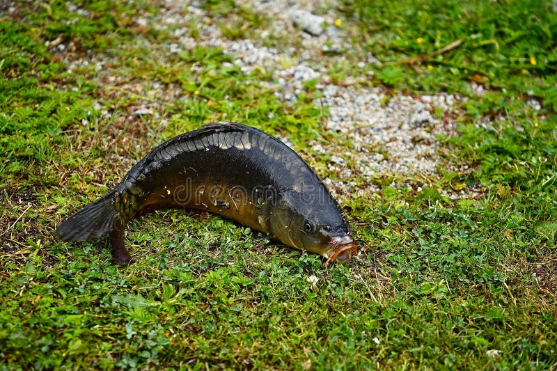 Freshly Caught Carp with Open Mouth on the Beach in Close-up Stock ...