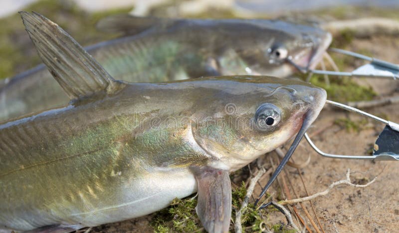 Freshly Caught Catfish on a Stringer Stock Photo - Image of grey, green ...