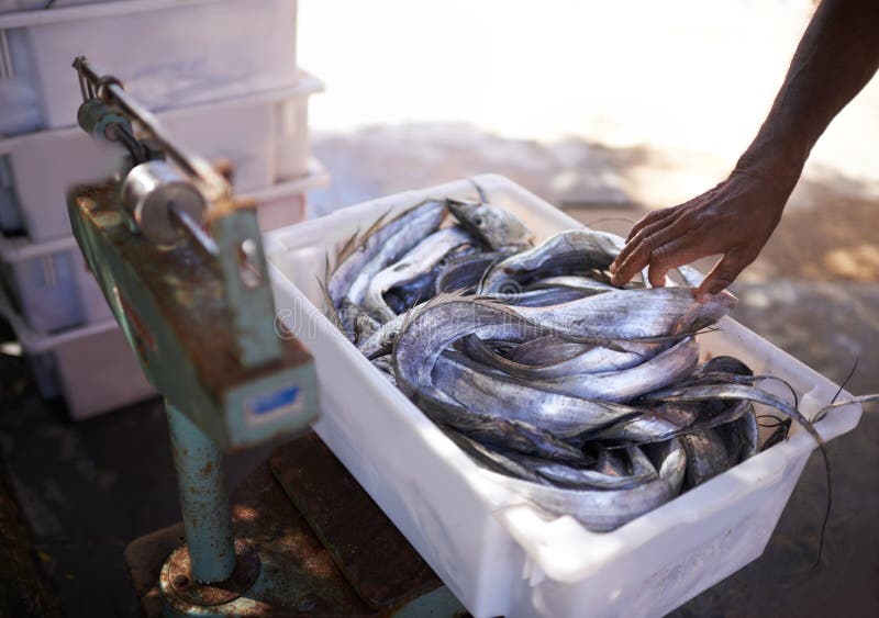 Freshly Caught. Cropped Shot of a Container Filled with Freshly Caught ...