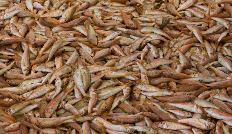 Freshly caught fish stock photo. Image of fish, seafood - 17525616