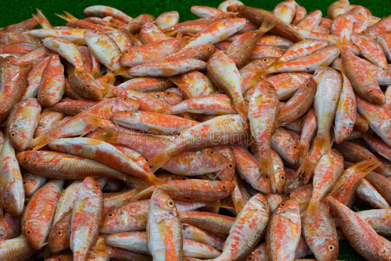 Freshly caught fish stock image. Image of cold, healthy - 17525647