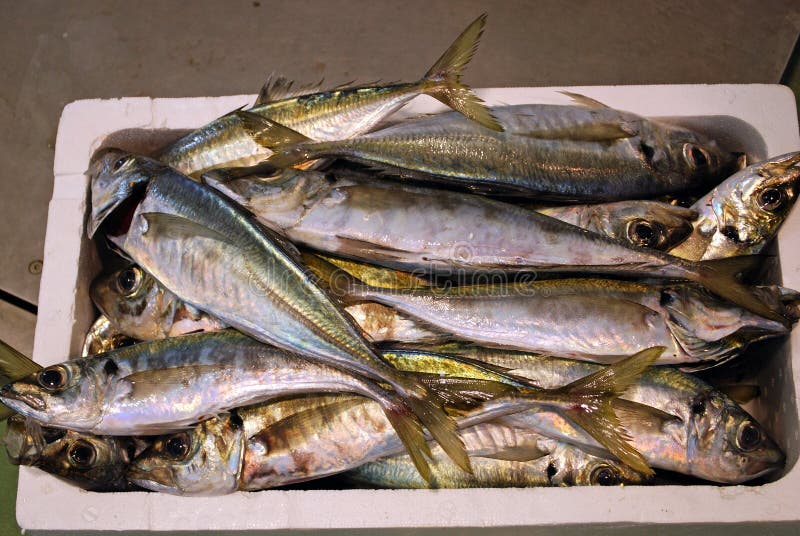 Freshly caught fish. stock photo. Image of andalucia - 28992072