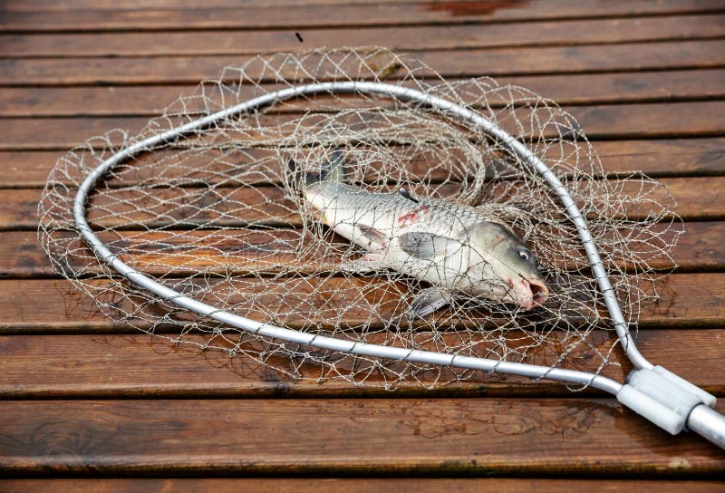 Freshly Caught Fish Carp on Hook Stock Photo - Image of hook ...