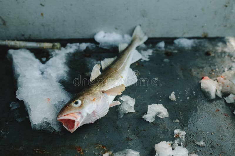 452 Dead Cod Fish Stock Photos - Free & Royalty-Free Stock Photos from ...