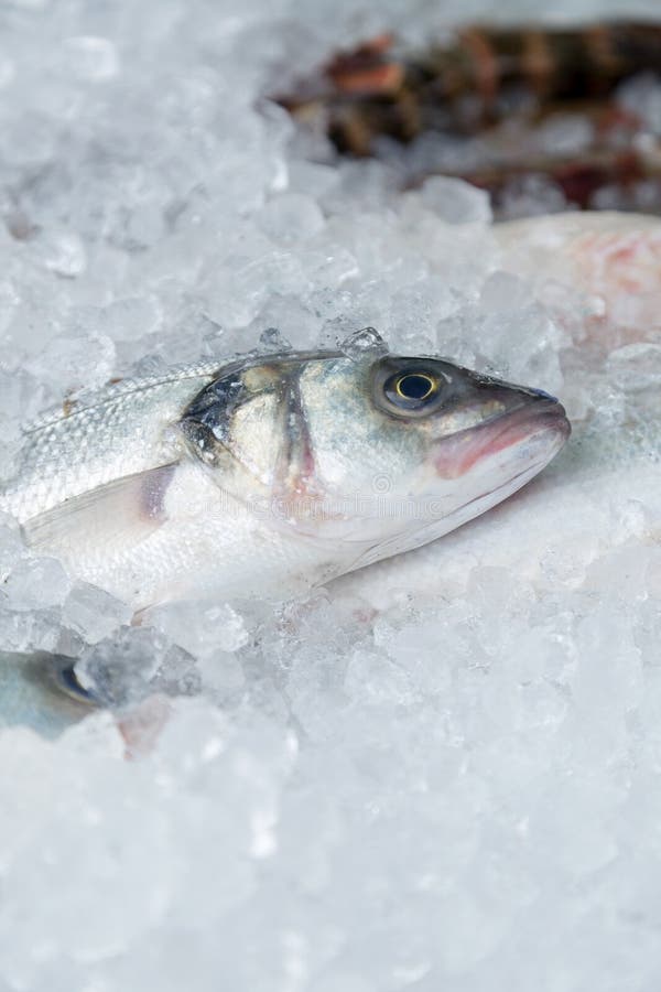 Freshly-Caught Fish on Ice stock photo. Image of healthy - 100238116