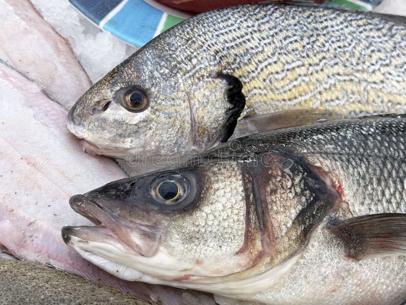 Freshly Caught Fish on Ice Displaying Textured Scales and Gills ...