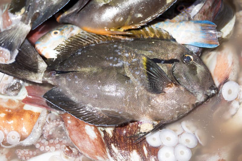 Freshly Caught Fish, Indian Ocean, Madagascar Stock Image - Image of ...