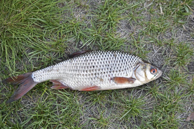 Freshly Caught Fish Roach Bream in a Bucket in the Summer Stock Image ...