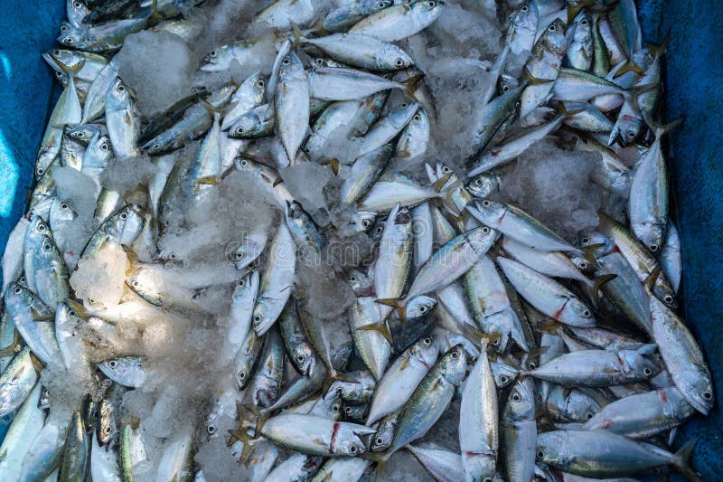Freshly Caught Fish Stored in an Icebox Stock Image - Image of ...