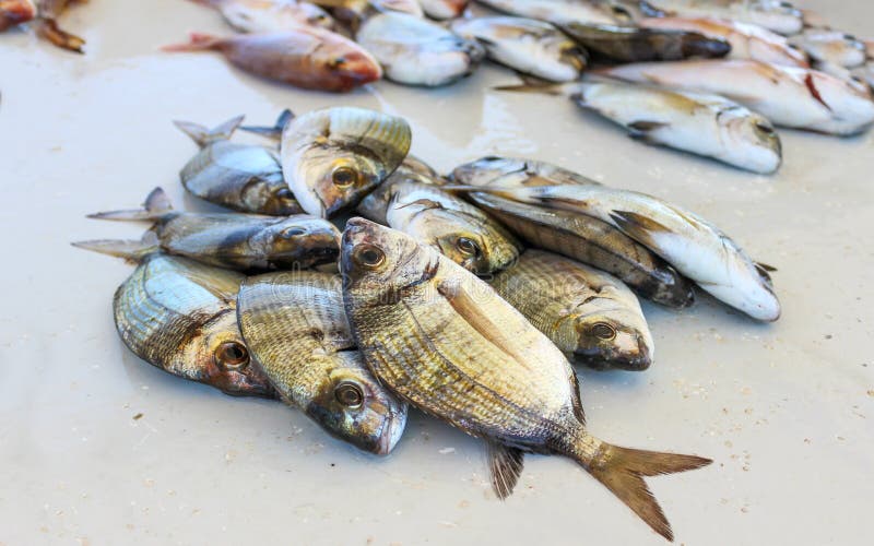 Freshly Caught Fish on the Table Stock Image - Image of seafood, tasty ...