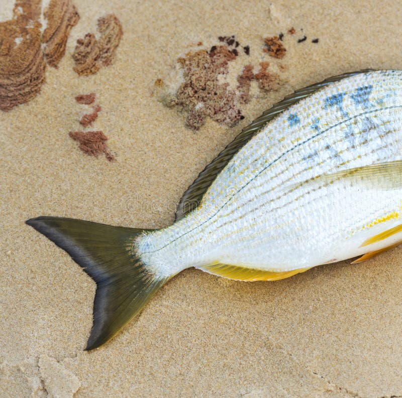 Fish Tail on Beach stock image. Image of yellowfin, fresh - 101239183