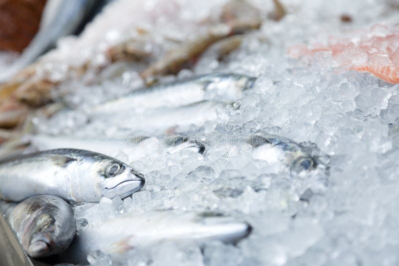 Freshly-caught Fishes And Other Seafood In Ice Stock Photo - Image of ...
