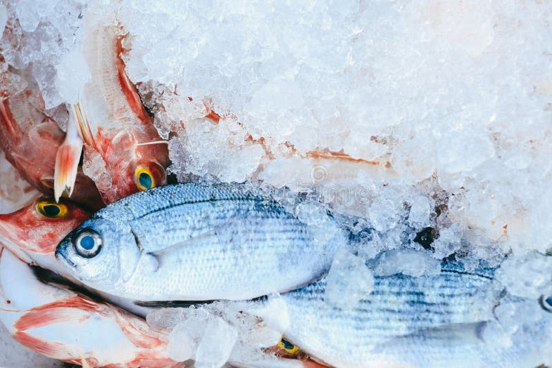 Freshly-caught Fishes and Other Seafood in Ice Stock Photo - Image of ...