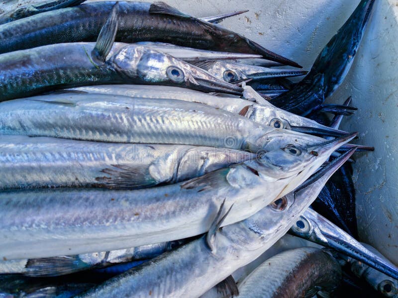 Freshly Caught Garfish Ready for Sale Stock Image - Image of fresh ...