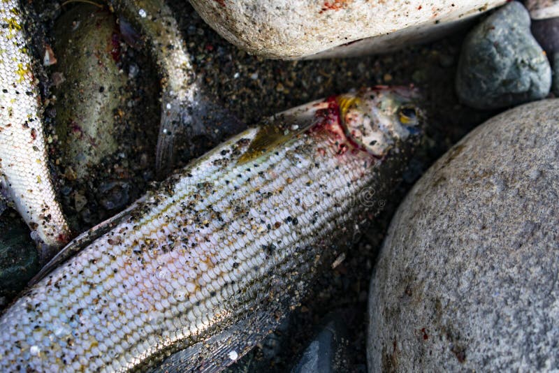 Freshly Caught Harius on the Sand with Stones Stock Photo - Image of ...