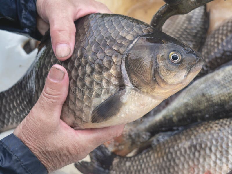 Freshly Caught Large River Fish in a Sink in the Hands of Fisherman ...