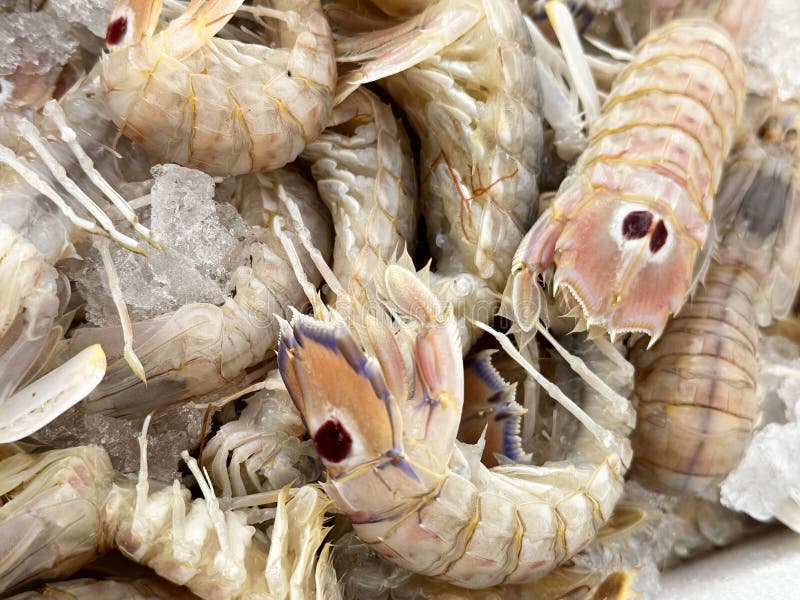 Freshly Caught Mantis Shrimp on Ice Display at Seafood Market ...