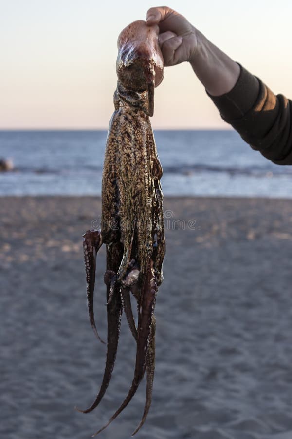 355 Dead Octopus Stock Photos - Free & Royalty-Free Stock Photos from ...