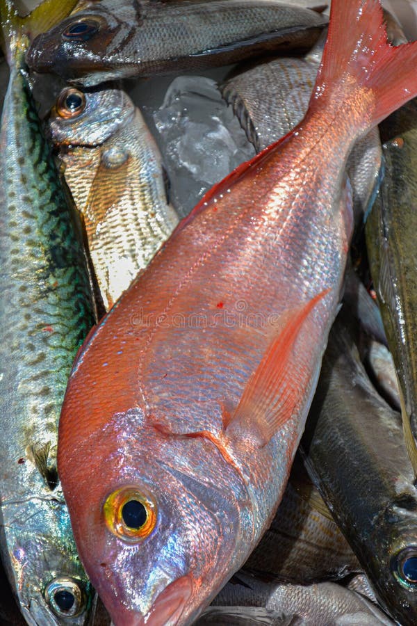 Dove Caught in Flight at the Lake. Motion and Speed, Large Background ...