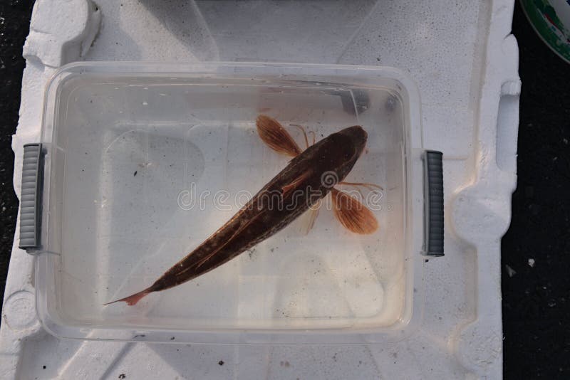 Freshly Caught Red Snapper Fish Stock Photo - Image of nourishment ...