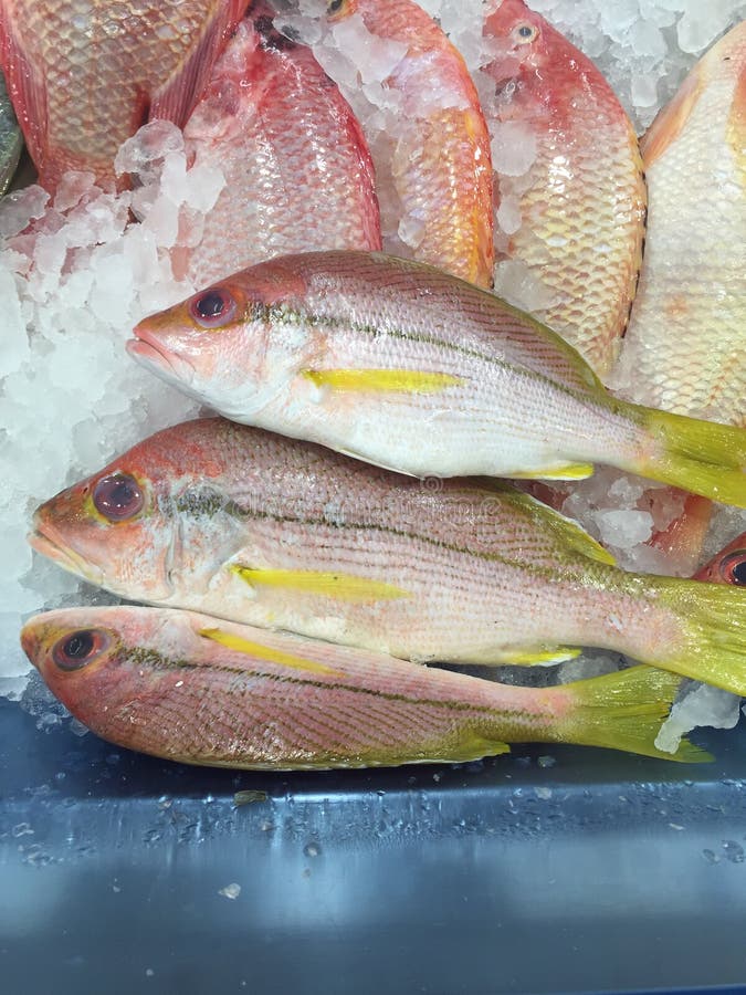 Freshly Caught Red Snapper Fish in Ice Stock Photo - Image of tail ...