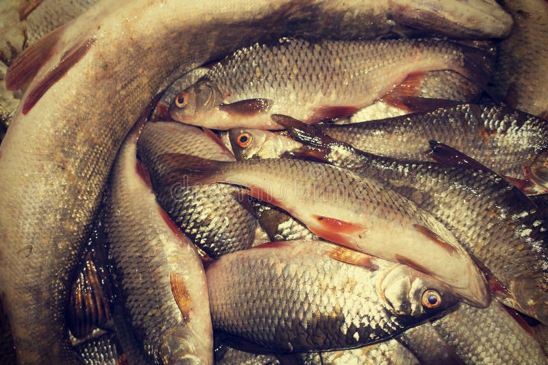 Freshly caught river stock photo. Image of lodge, fishing - 131674804