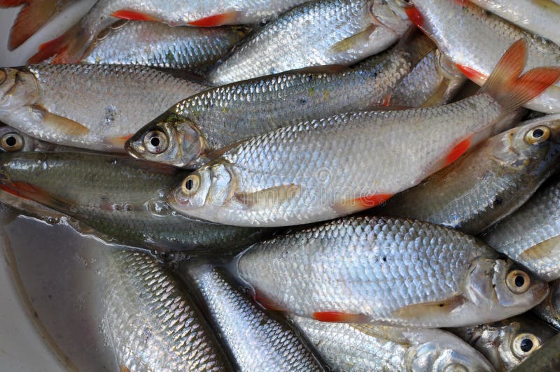 Freshly Caught Roach (Rutilus Rutilus Stock Image - Image of healthy ...