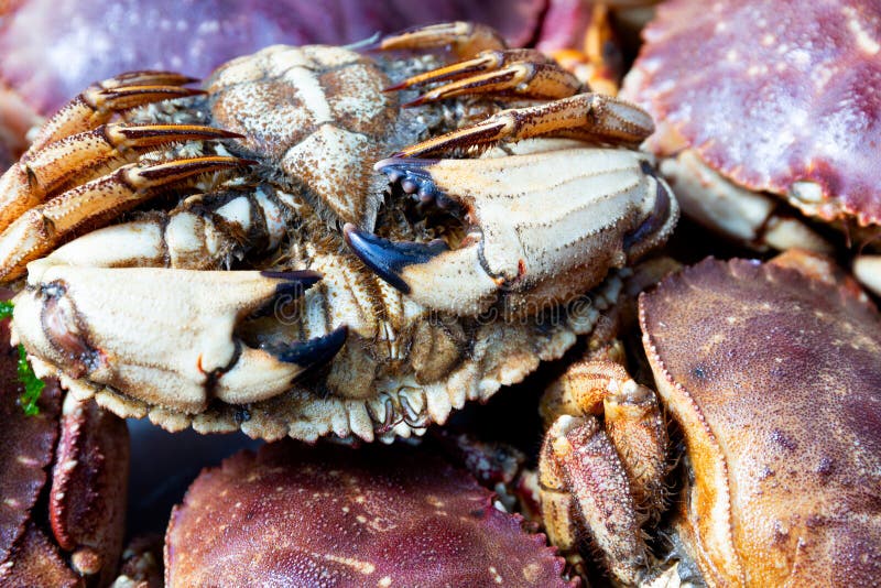 Close View of a Group of Freshly Caught Rock Crabs in Maine Stock Photo ...