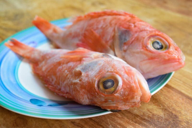 Freshly Caught Scorpionfishs Stock Photo - Image of seafood, cooking ...