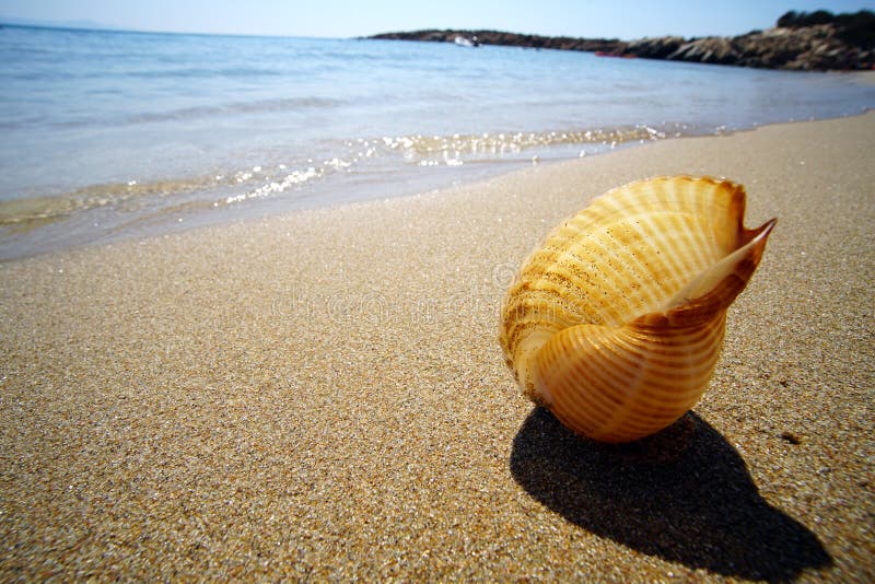 A Freshly Caught Shell on the Beach of Farangas, Paros Stock Photo ...