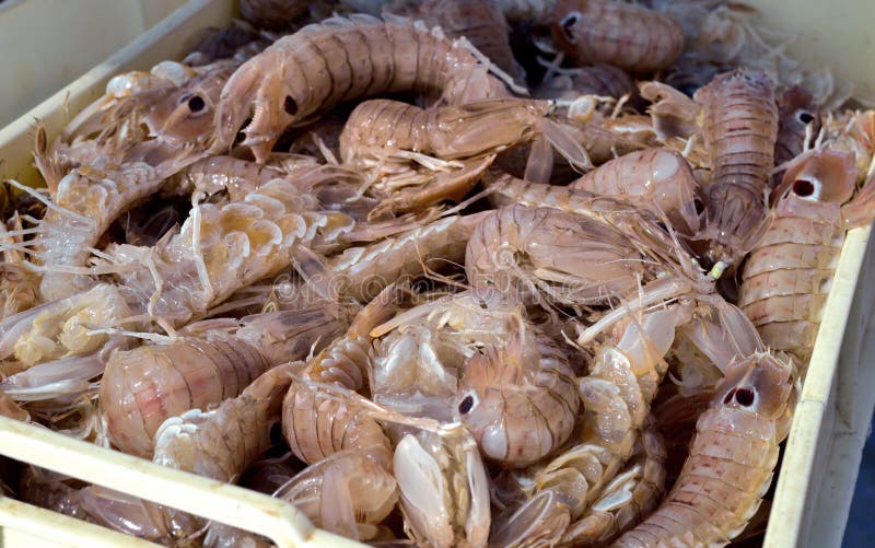 Freshly Caught Shrimp are in a Plastic Container Stock Image - Image of ...