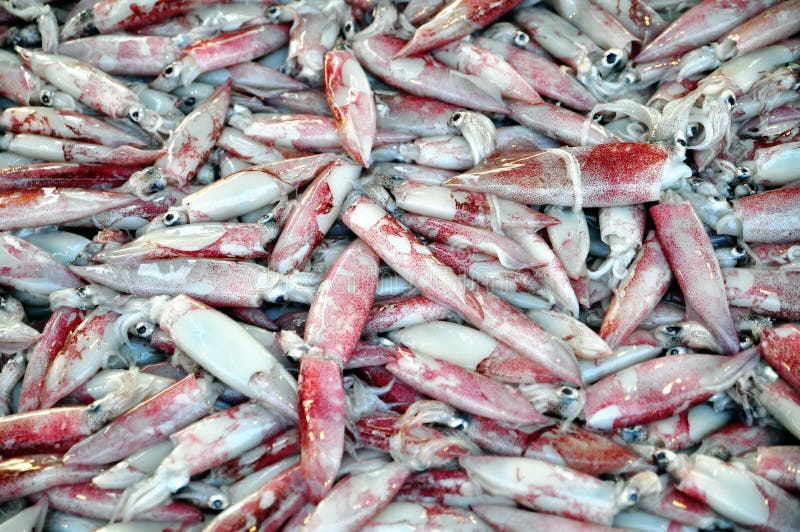 Freshly caught squid stock image. Image of market, crustacean - 19698197