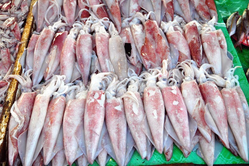 Fresh squid in fish market stock photo. Image of fishy - 91848486