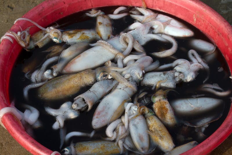 Squid stock image. Image of food, catch, aquatic, edible - 30226809