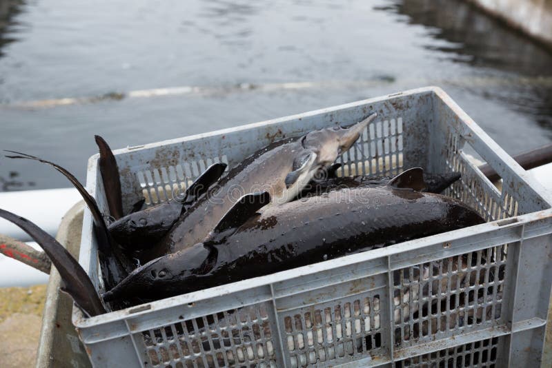 Sturgeon Stacked in Box on Fish Farm Stock Photo - Image of fish ...