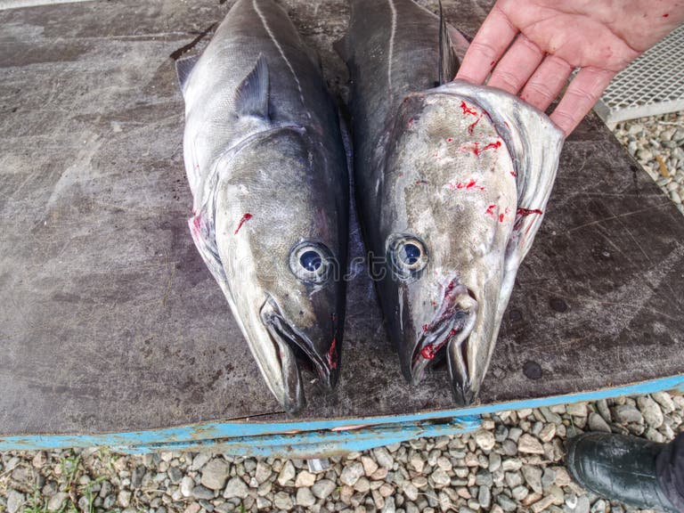 Freshly Caught Two Pieces of Coalfish on Board. Stock Image - Image of ...