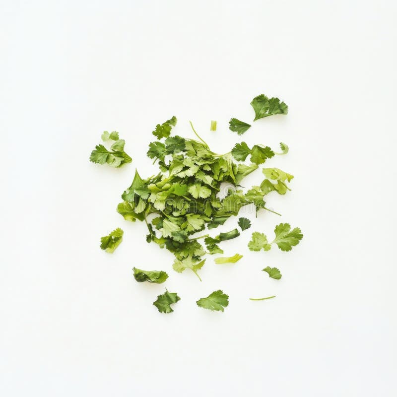 Freshly Chopped Cilantro Leaves on a White Background Stock Photo ...