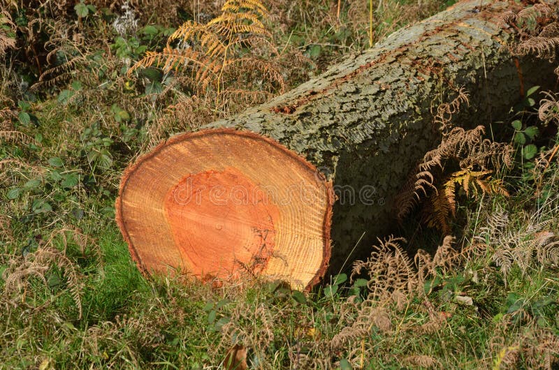 Freshly chopped tree stock image. Image of chop, rural - 27445013