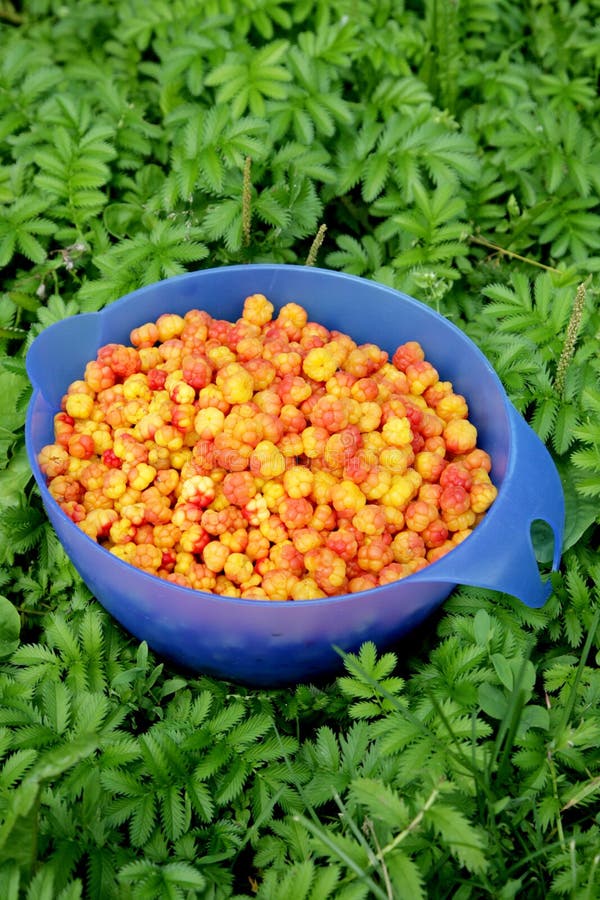 Freshly Collected Cloudberries. Plastic Bowl with the Collected Fresh ...